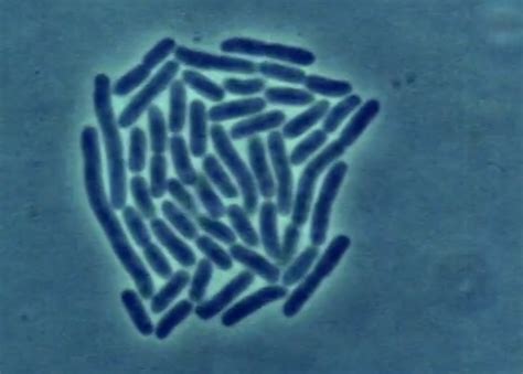 Bacillus Subtilis Världens Minsta Fabrik Pureeffectsweden
