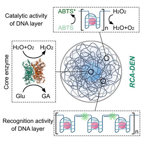 Rolling Circle Amplification Based Dna Enzyme Nanostructure For Immobilization And