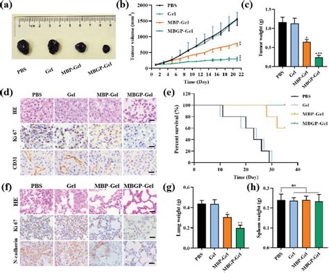 A Photos Of The Final Tumor Tissues In Tumor‐bearing Mice After Download Scientific Diagram