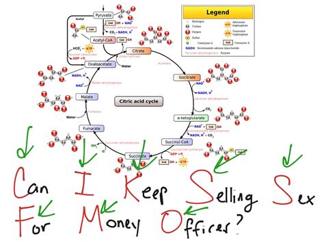 Steps Of Citric Acid Cycle