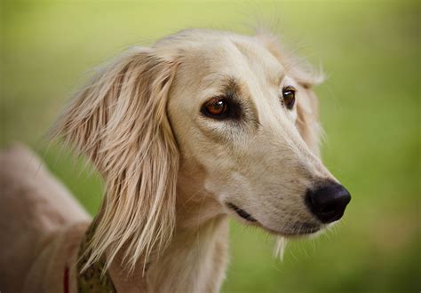 Saluki Dog Breed