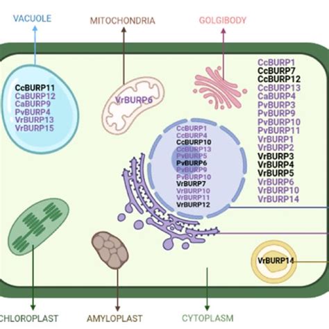 Subcellular Localization Of Legume Burp Proteins Predicted Using Cello Download Scientific