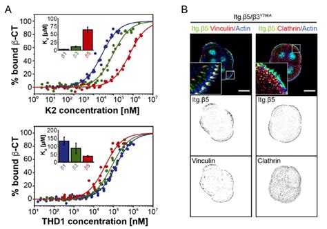 Fig S2 A Titration Of Kindlin 2 K2 And Talin 1 Head Domain Thd1 Download Scientific