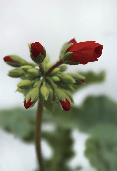 흐릿한 배경을 가진 꽃의 클로즈업 사진 Unsplash의 무료 꽃 이미지