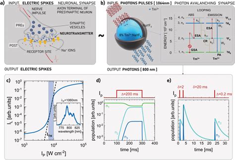A B Analogies Between Signal Processing In Biological A And Download Scientific Diagram