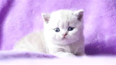 Zicky Of Amazing Aisha Mam 4 5 Tygodnia Youtube