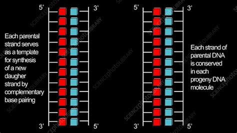 Complementary Base Pairing Chart