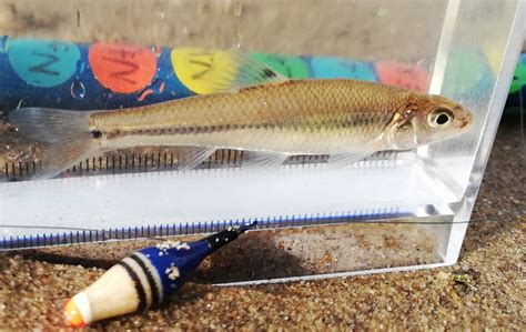Minnow Bullhead Hengelaar