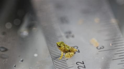 Giải Cứu Loài ếch Mang Tên Nhà Tự Nhiên Học Darwin Khỏi Tuyệt Chủng