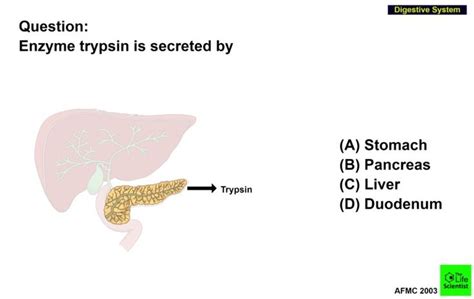 Trypsin Enzyme Hydrolyzing Proteins For Digestion