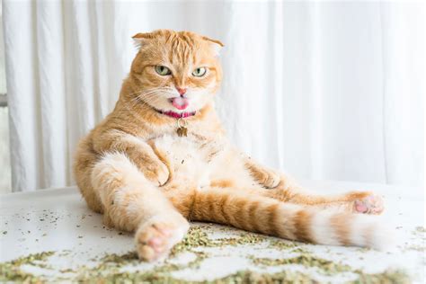 A Humorous Collection Of Photos Of Funny And Adorable Cats As They Play