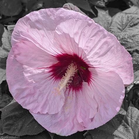 Unimaginative By Thom Mitchell · 365 Project