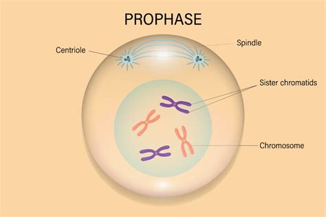 Prophase The First Stage Of Mitosis