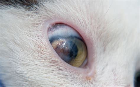 Mélanome De Liris Chez Le Chat Diagnostique Traitement Vétérinaire