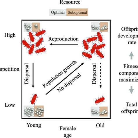 Illustration Of The Proposed General Linkages Among Female Context
