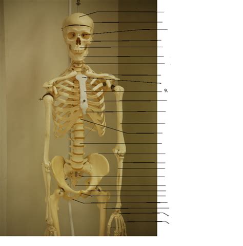 Human Skeleton Flashcards Quizlet