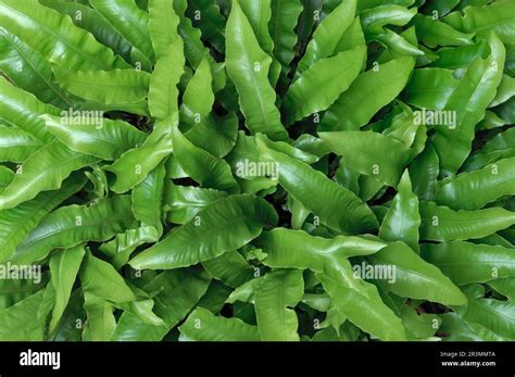 Harts Tongue Fern Phyllitis Scolopendrium Overhead View Of Mass Of