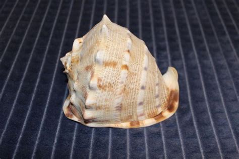 Морська мушля — ціна 300 грн у каталозі Статуетки Купити товари для дому та побуту за доступною