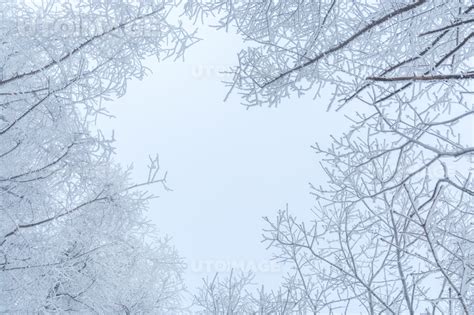 눈이 내린 겨울나무와 파란하늘 사이에 공간감을 주어 텍스트를 넣을수 있는 사진 유토이미지 상세페이지 베이직샵 21022437