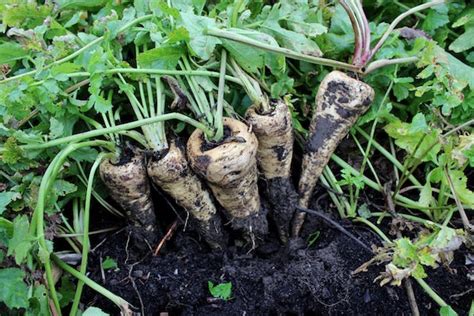 Parsnip Growing Guide Charles Dowding