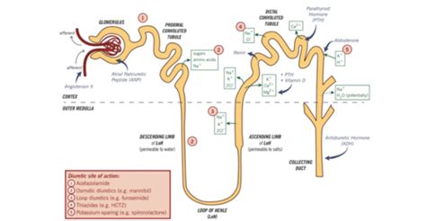 Diuretics Flashcards Quizlet