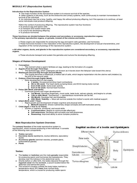 System Pdf Reproductive System Fertilisation