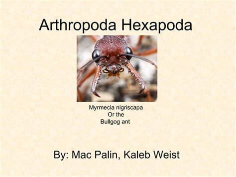 Arthropoda Hexapoda Ppt