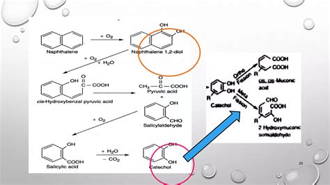 Biodegradation Of Xenobiotics Pptx