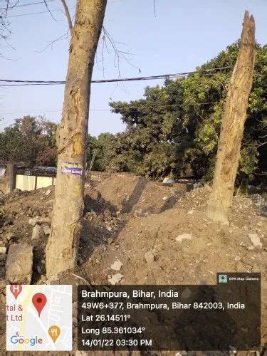 Tree Cutting Service For Outdoor India Dimtc Services ID 25952706912