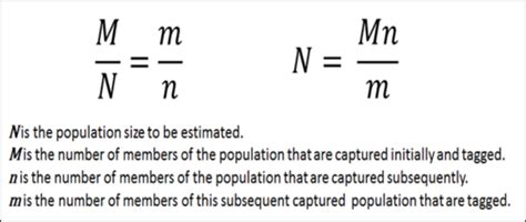 Petersen Capture Recapture Formula 15 Flashcards Quizlet