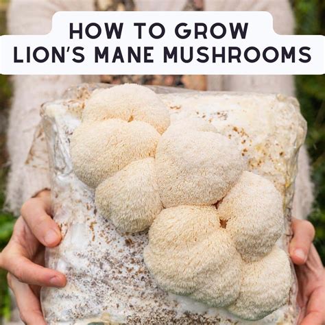 The Ultimate Guide To Cooking Morel Mushrooms Mushroom Appreciation