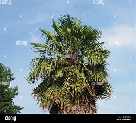 Palm Tree Scientific Classification Arecaceae Over Blue Sky With Copy