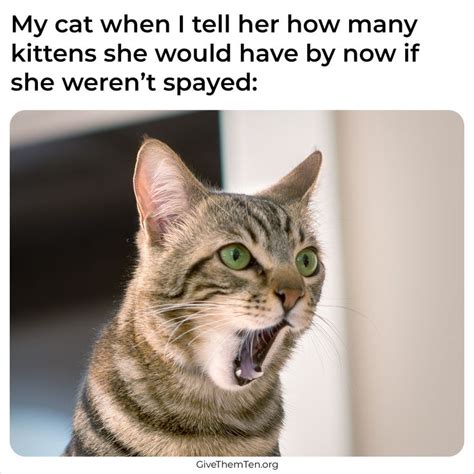 Spayneuter Cat Meme Kitten Season Cats Cat Memes
