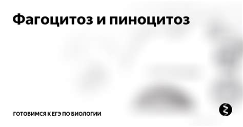 Фагоцитоз и пиноцитоз Биологический репетитор Дзен
