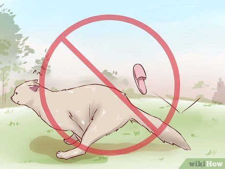 Cara Membuat Seekor Kucing Menyukai Anda Langkah