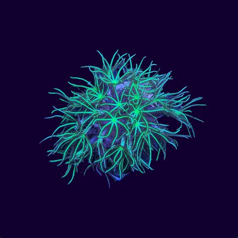 Long Polyp Dark Green Gsp Thecoralcentre