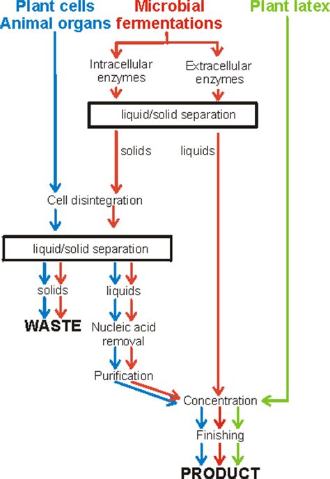 General Flowchart Of Enzyme Production Steps In Upstream Processing Weed Abatement Process