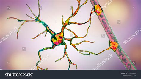 Astrocyte Blood Vessel d Illustration Astrocytes ilustración de stock Shutterstock