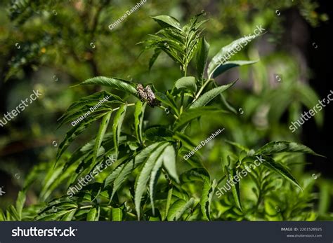 Differential Grasshopper Mating Miyawaki Forest Illinois Stock Photo Shutterstock