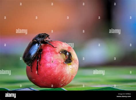 Bug With Hard Shell Hi Res Stock Photography And Images Alamy