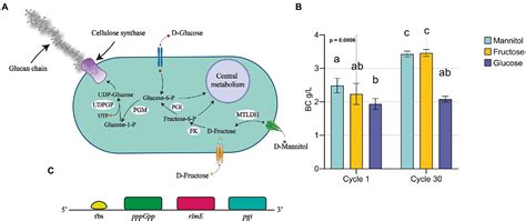 Frontiers Better Under Stress Improving Bacterial Cellulose