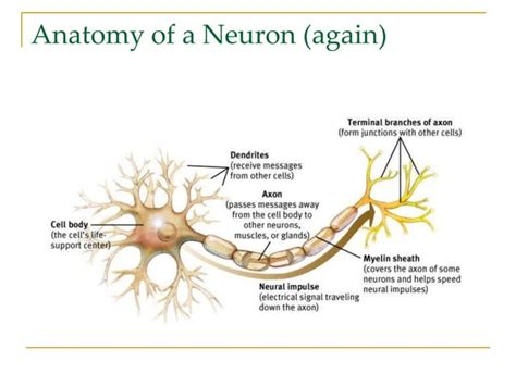 Biological Neurons And Synaptic Junctionsppt