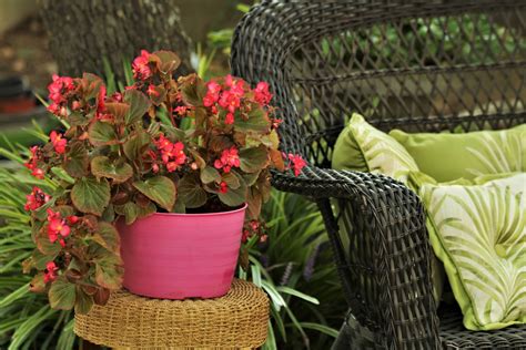 როგორ გავზარდოთ და მოვუაროთ ბეგონიას