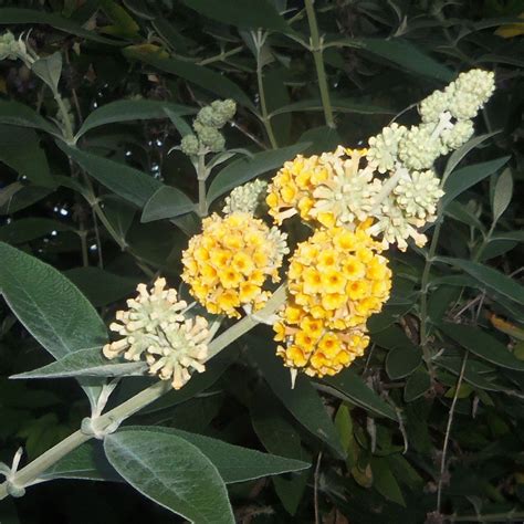 Butterfly Bush Yellow Flowers At Amanda Edmondson Blog