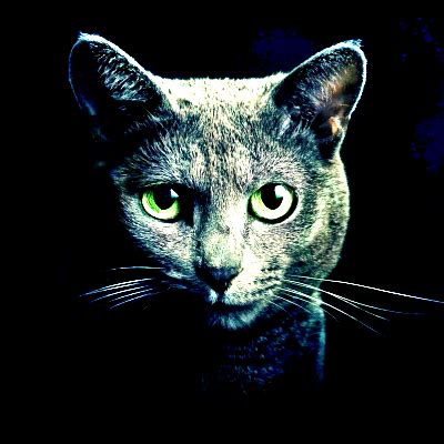 Best Black Cat Pfp 2024 Download 1000 Free Profile Pictures