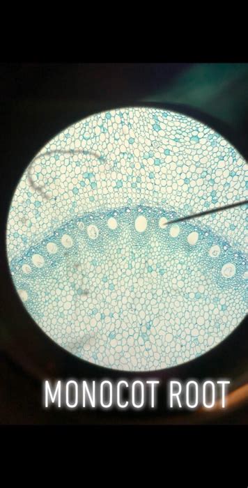 Solved Label Epidermis Cortex Endodermis W Casparian