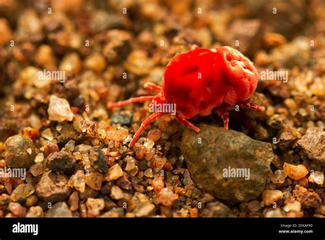 The Tiny Red Velvet Mite Or Rain Bug Spends Most Of Its Life