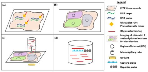 Diagram Showing Digital Spatial Profiling Dsp For Detection Of Rna