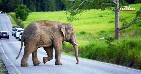 13 มีนาคม 2565 วันช้างไทย The Standard