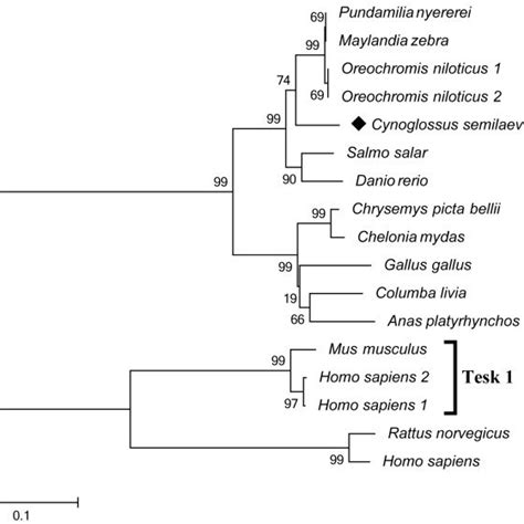A Phylogenetic Tree Was Constructed With The Neighbor Joining Algorithm